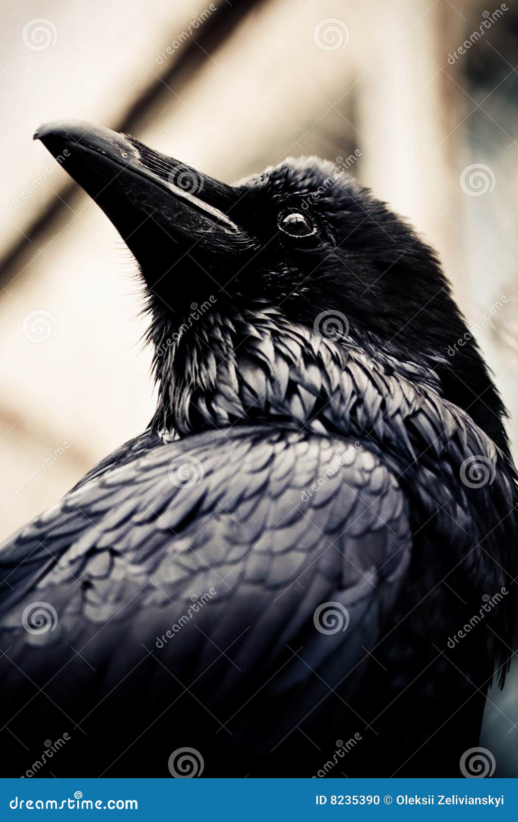 Black Raven Stock Photo - Image: 8235390