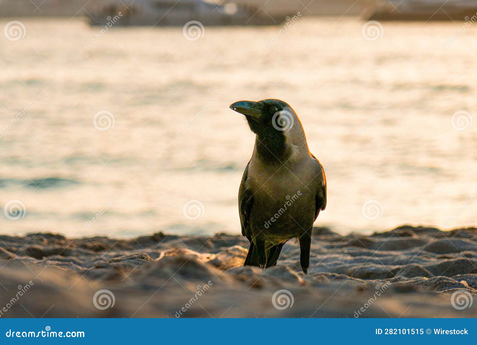 Black Raven on the Beach Looking Aside Stock Image - Image of animal ...