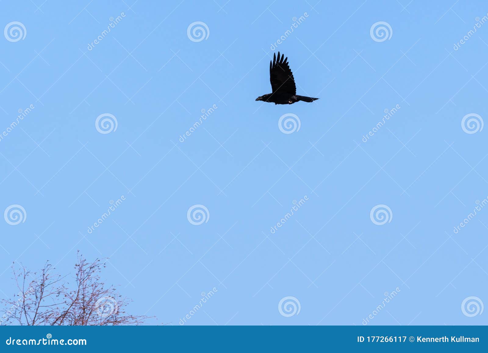 Black Raven bird in flight stock image. Image of perch - 177266117