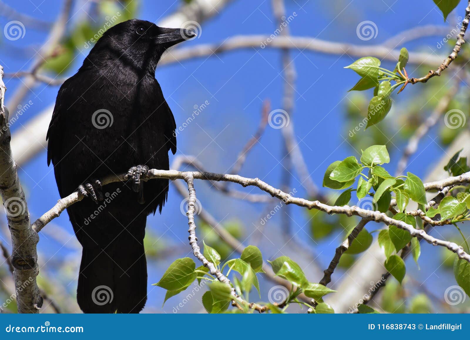 Black Raven Bird stock image. Image of beautiful, forest - 116838743