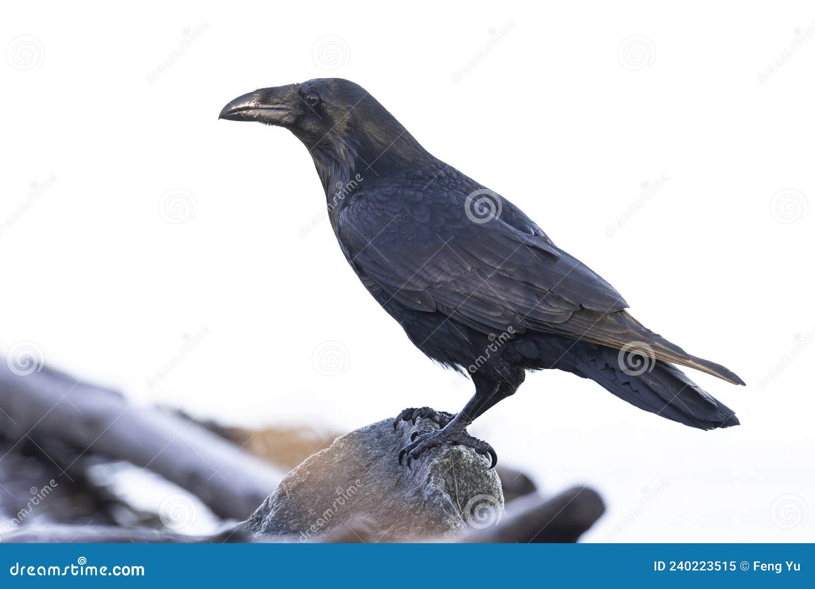 Black Raven bird stock image. Image of raven, columbia - 240223515