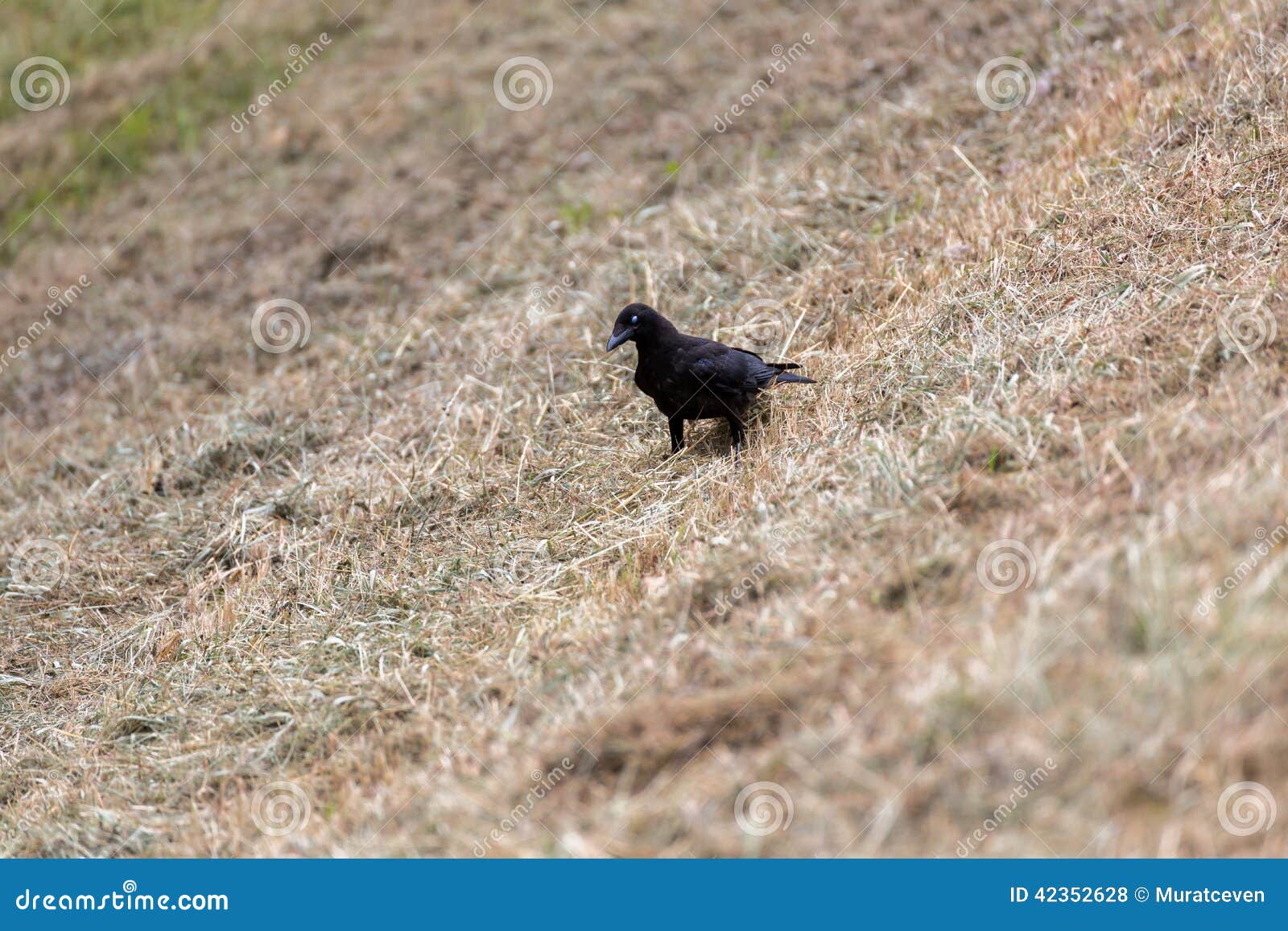 Black Raven with blue eyes stock photo. Image of passerines - 42352628