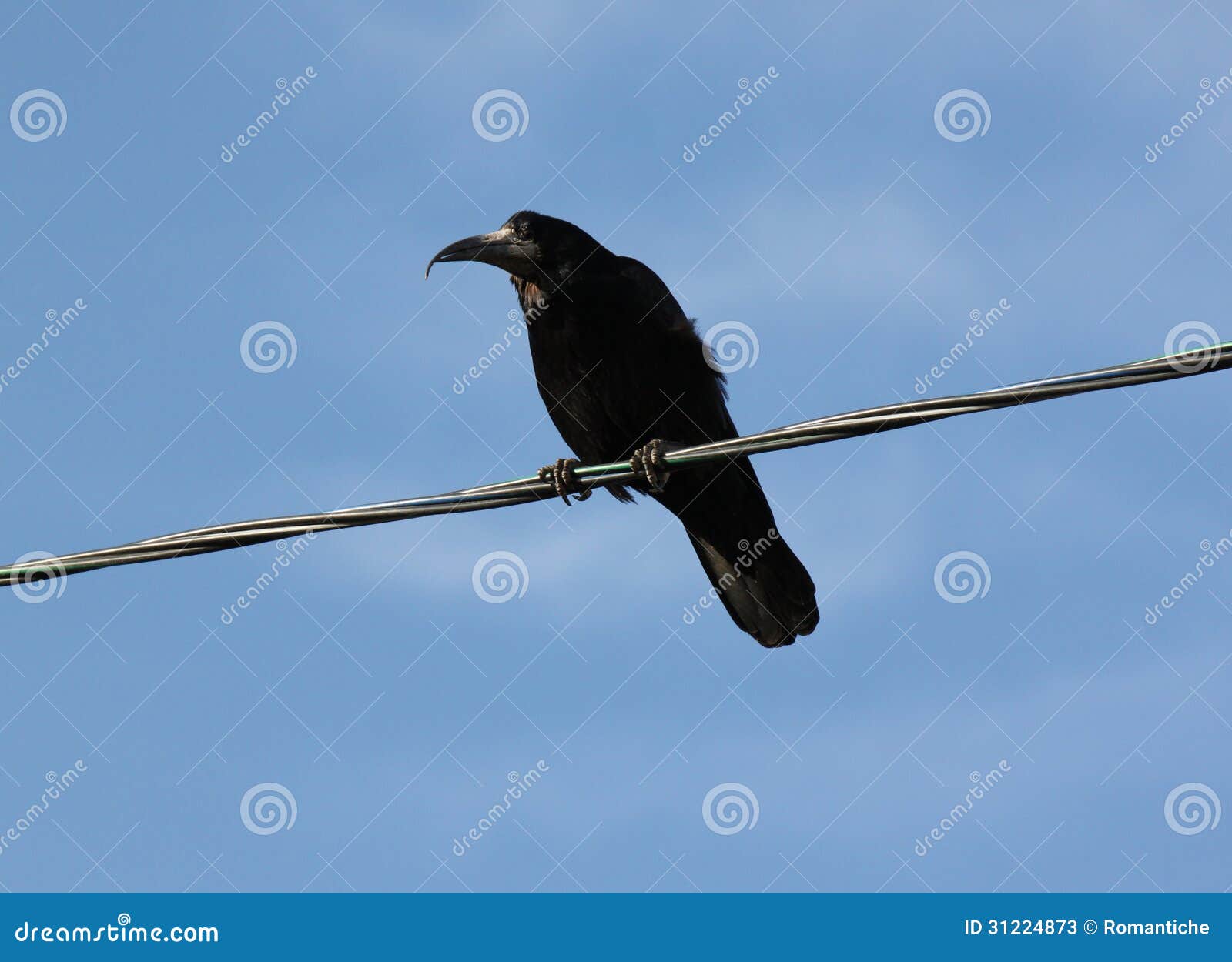 Black raven stock image. Image of fauna, wire, raven - 31224873