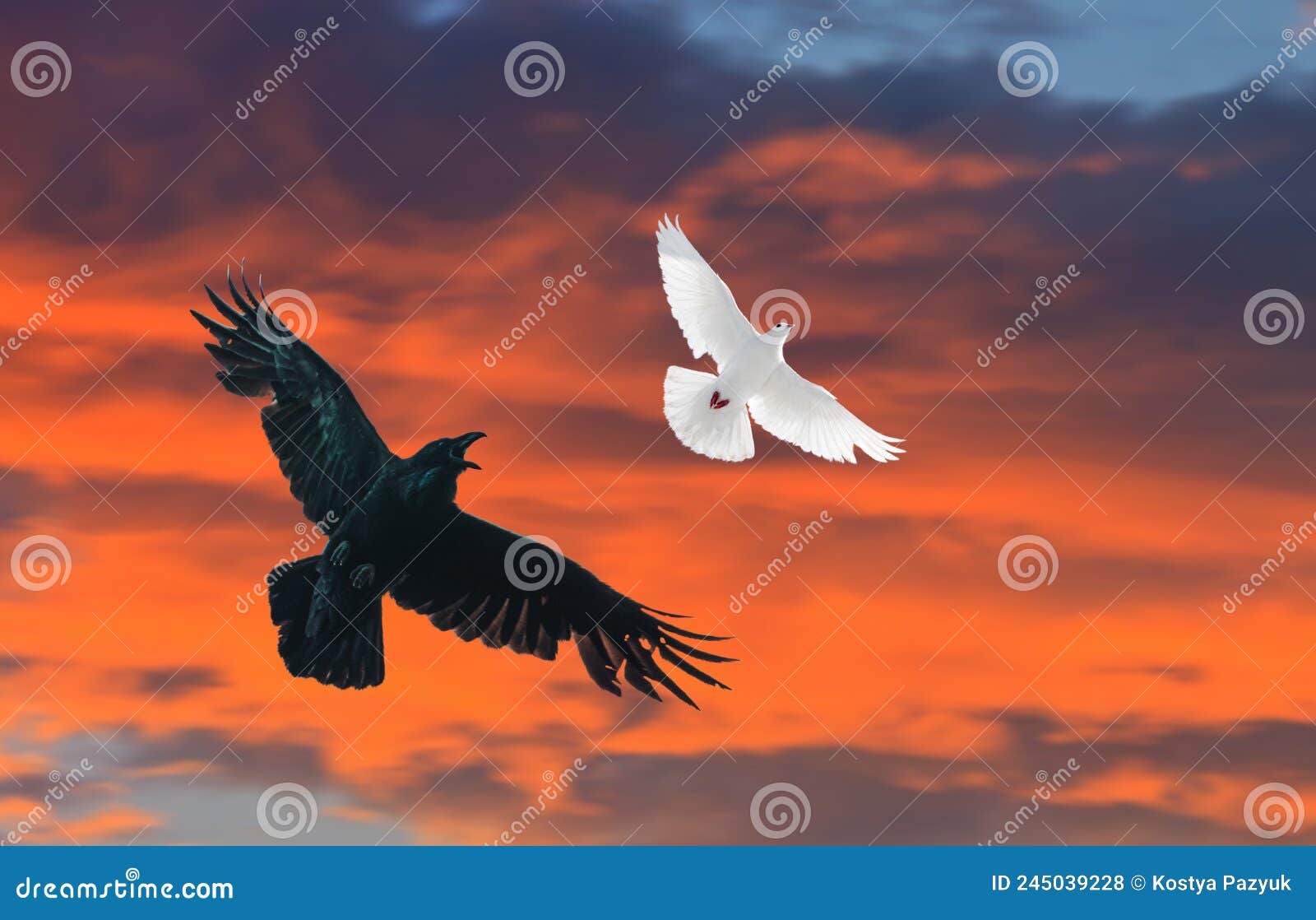 Black Raven Chasing a White Dove Stock Photo - Image of eagle, vintage ...