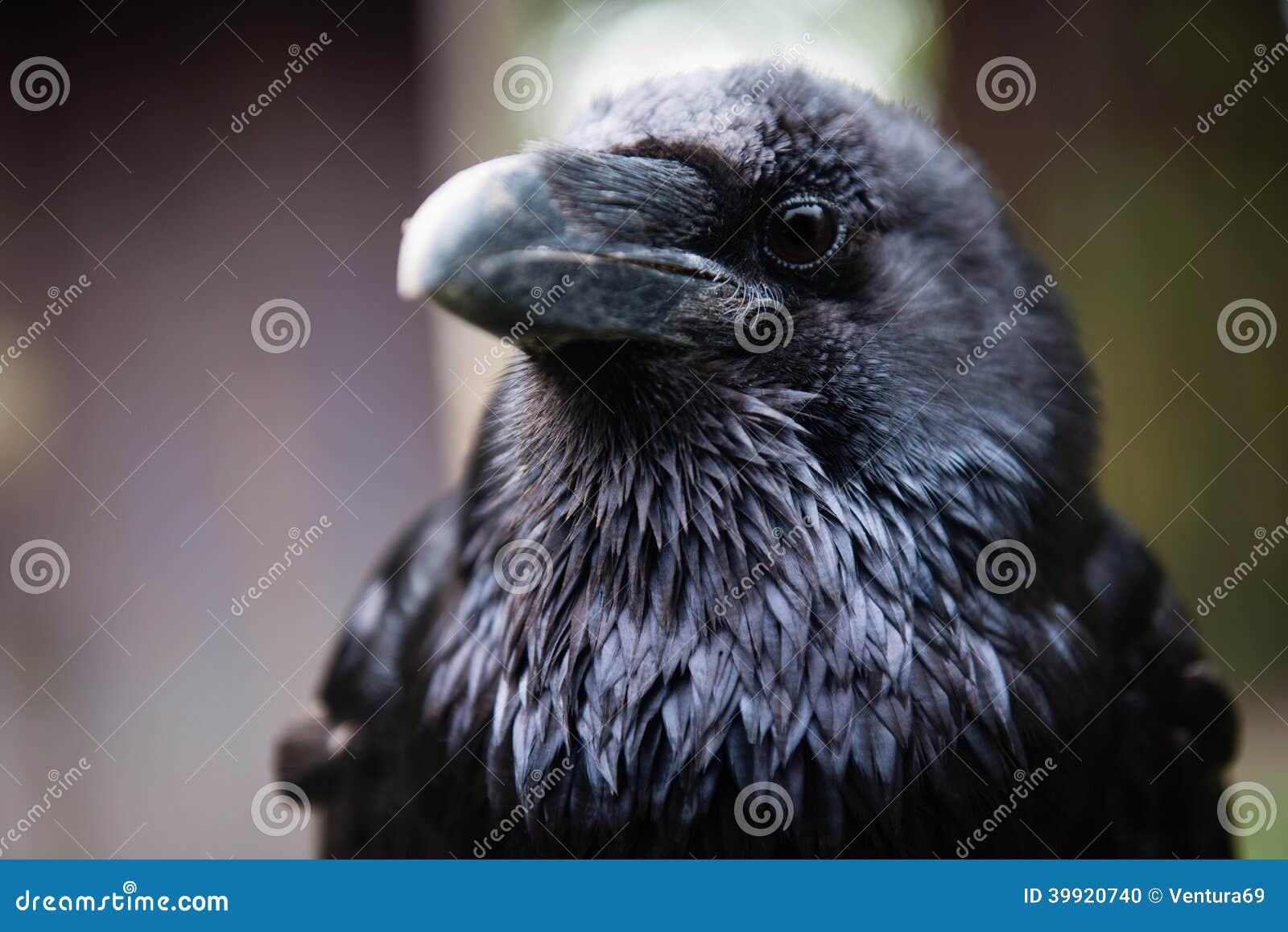 Black raven stock photo. Image of isolated, raven, animal - 39920740