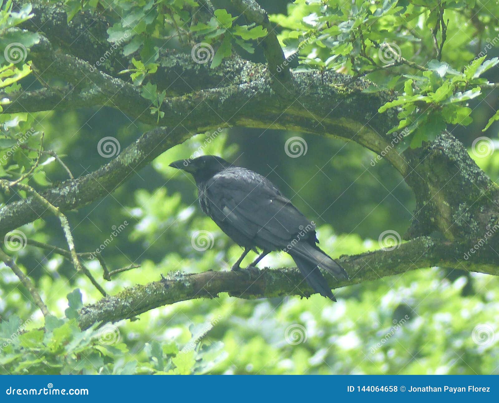 Black raven stock photo. Image of forest, raven, tree - 144064658