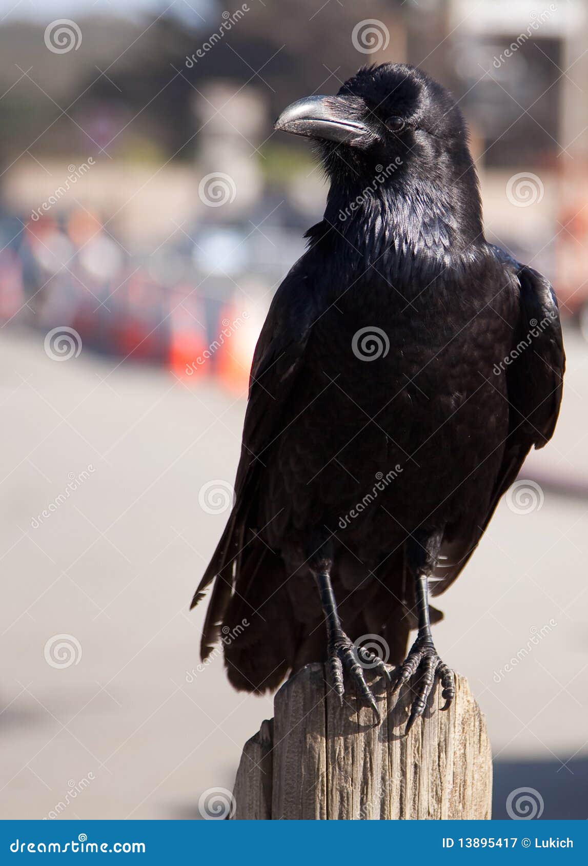 Black raven or crow stock image. Image of looks, blackbird - 13895417