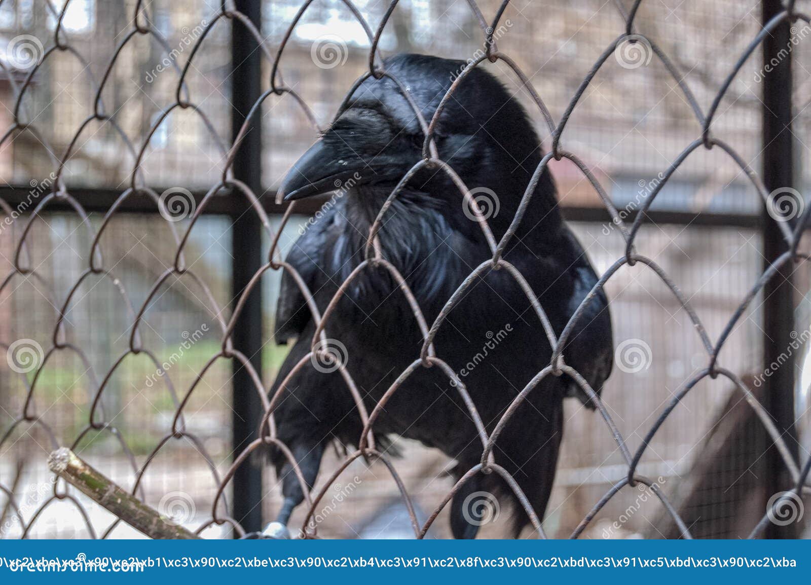 Black Raven Crow in the Cage Stock Image - Image of raven, people ...
