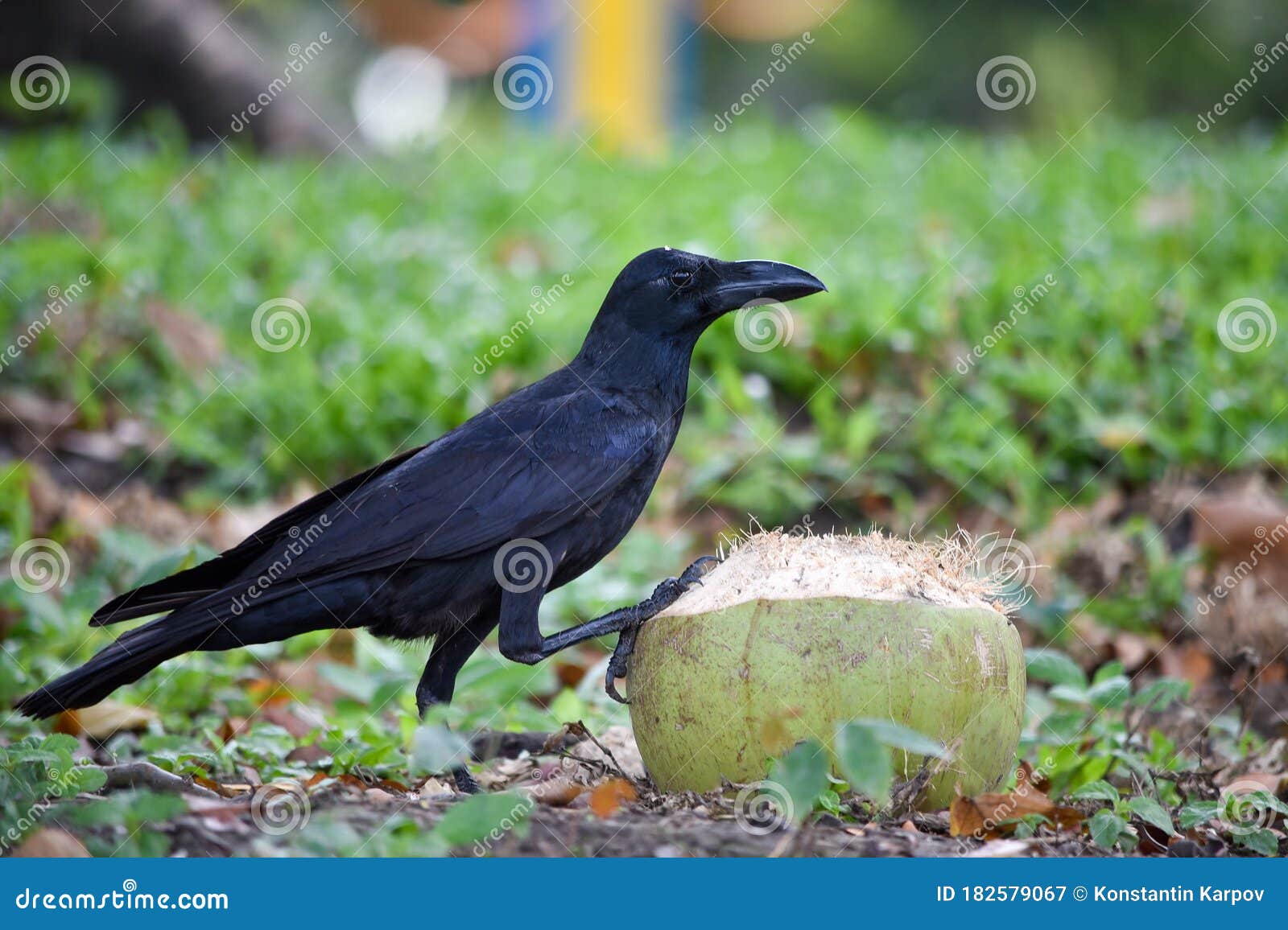 Black Raven Crow Pecks Coconut Lying on the Ground Stock Image - Image ...