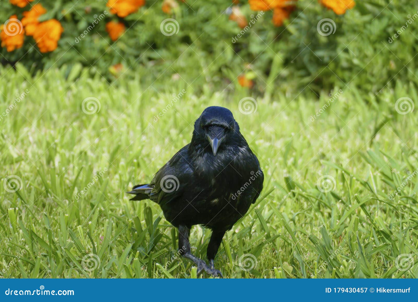 Black Raven, Crow Strutting in the High Grass, on a Meadow Stock Image ...