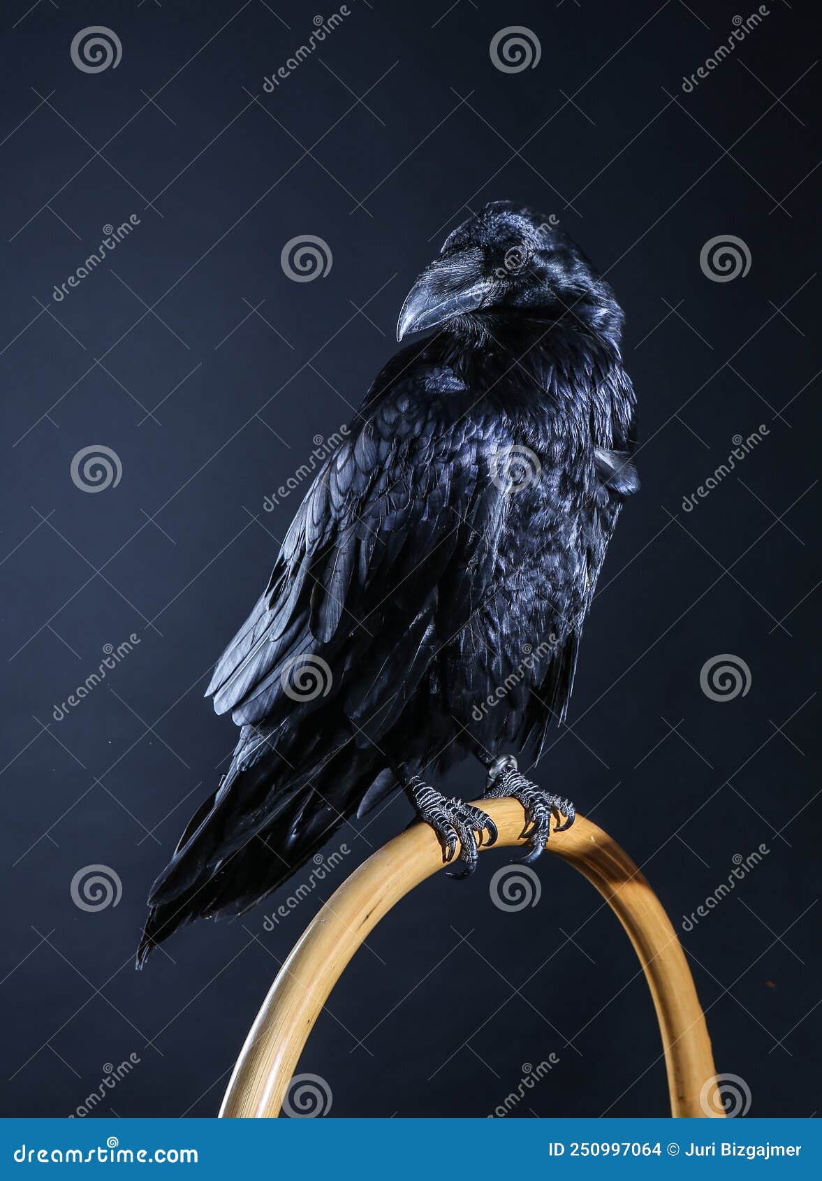 Black Raven on a Dark Background Stock Photo - Image of closeup ...