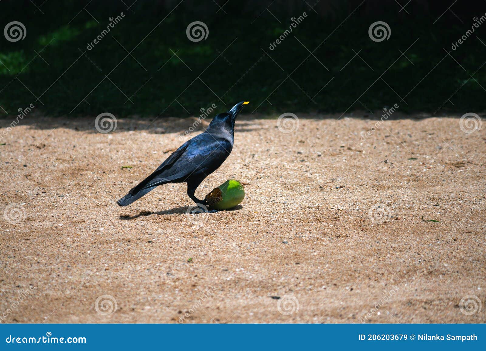 Raven Eating A Corpse Of A Roadkill Bird, Standing On A Busy Public ...