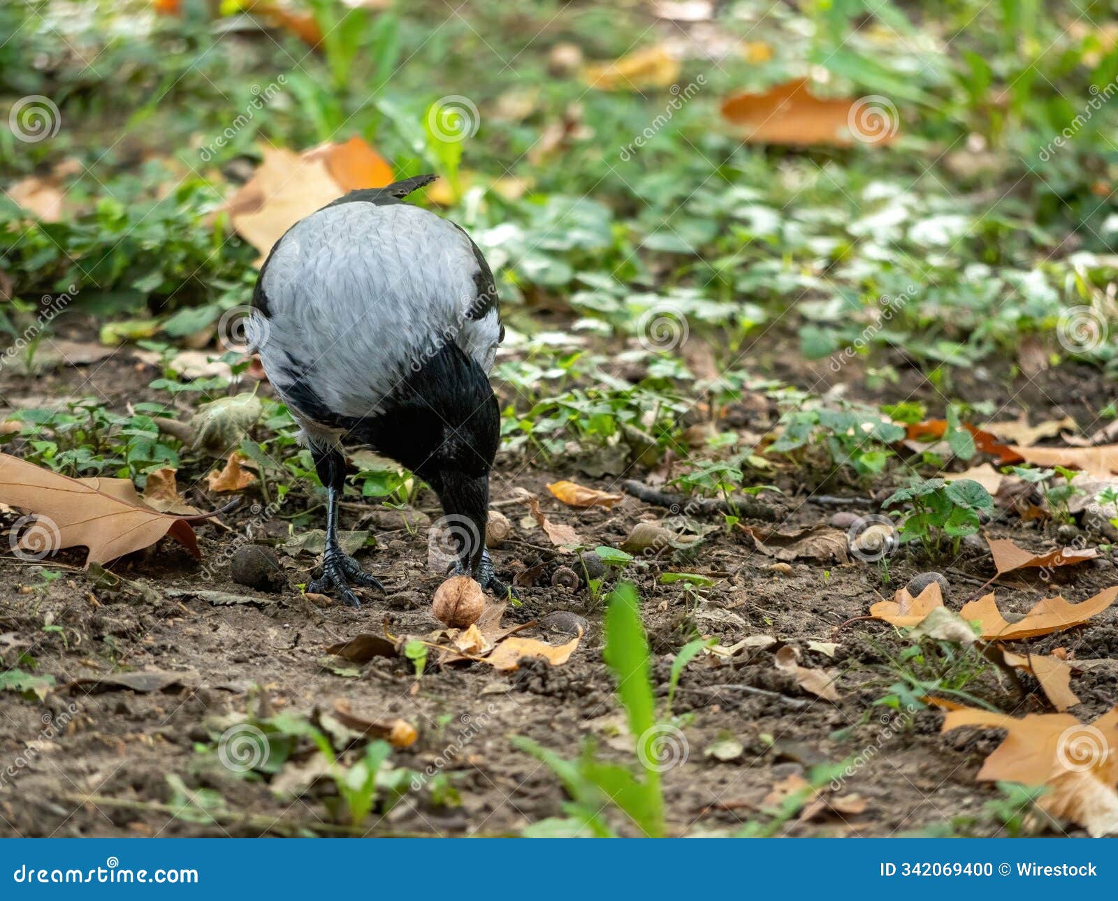 Raven Eating A Corpse Of A Roadkill Bird, Standing On A Busy Public ...