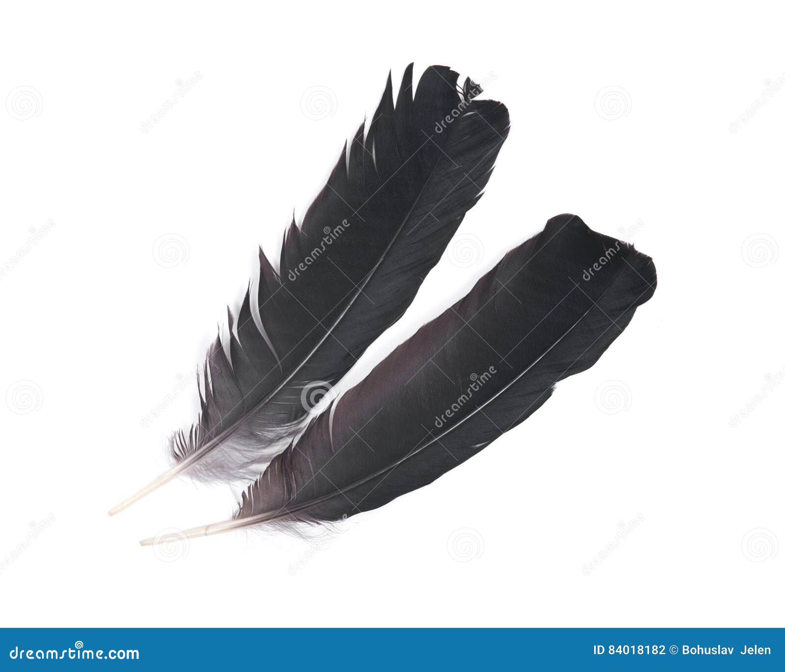 Black raven feather stock photo. Image of nature, animal - 84018182