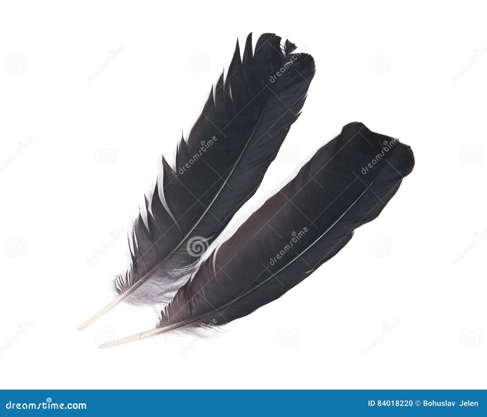 Raven Feather Stock Photos - Download 7,127 Royalty Free Photos