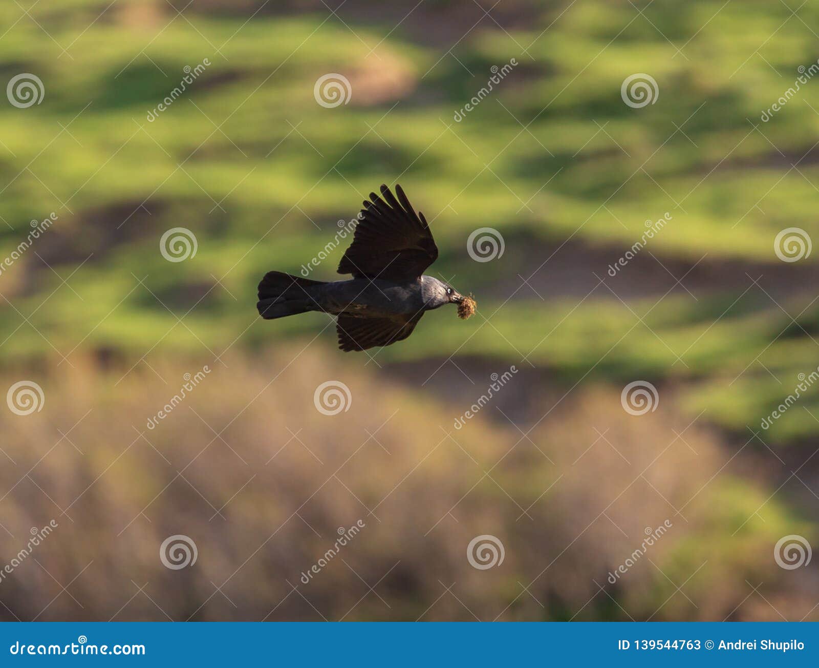 A Black Raven Flies Over a Field in Spring Stock Image - Image of ...