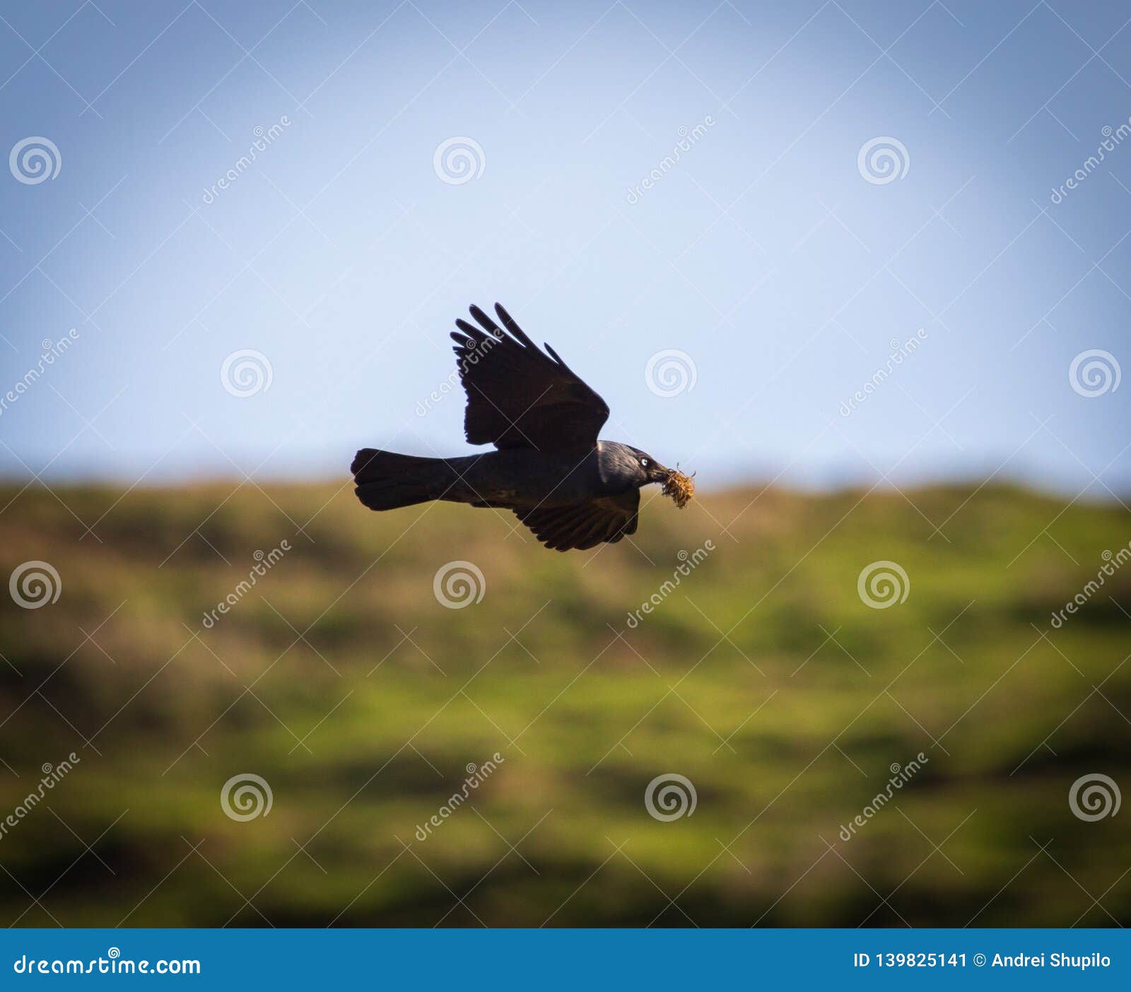A Black Raven Flies Over a Field in Spring Stock Image - Image of field ...
