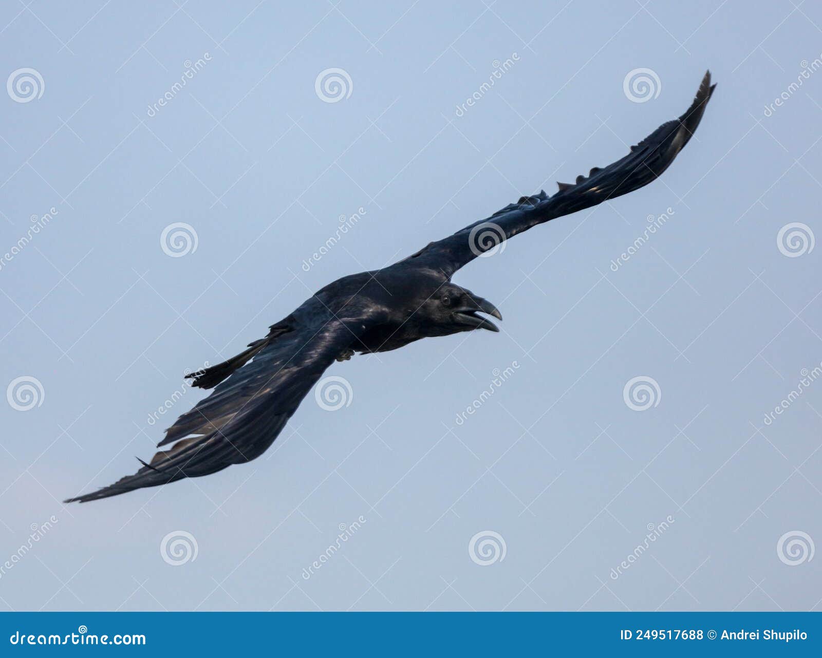 Black Raven in Flight Against the Sky Stock Photo - Image of beak, view ...