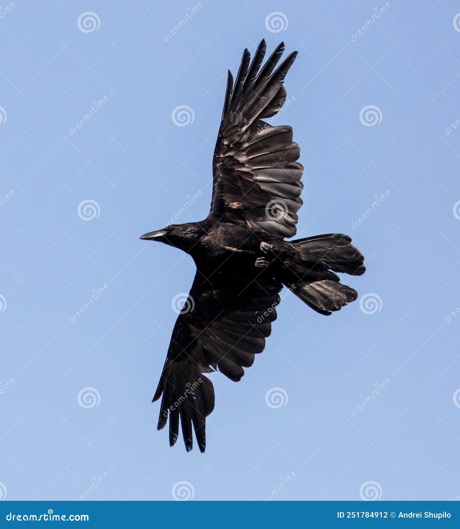 Black Raven in Flight Against the Sky Stock Photo - Image of raven ...