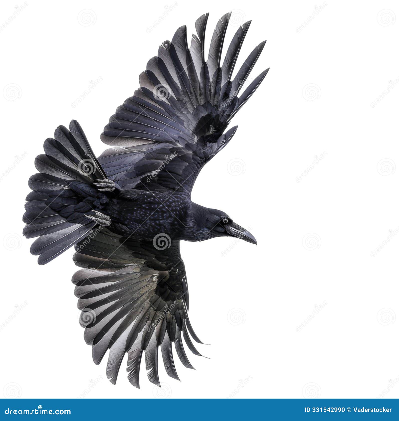 A Black Raven in Flight with Spread Wings Stock Illustration ...