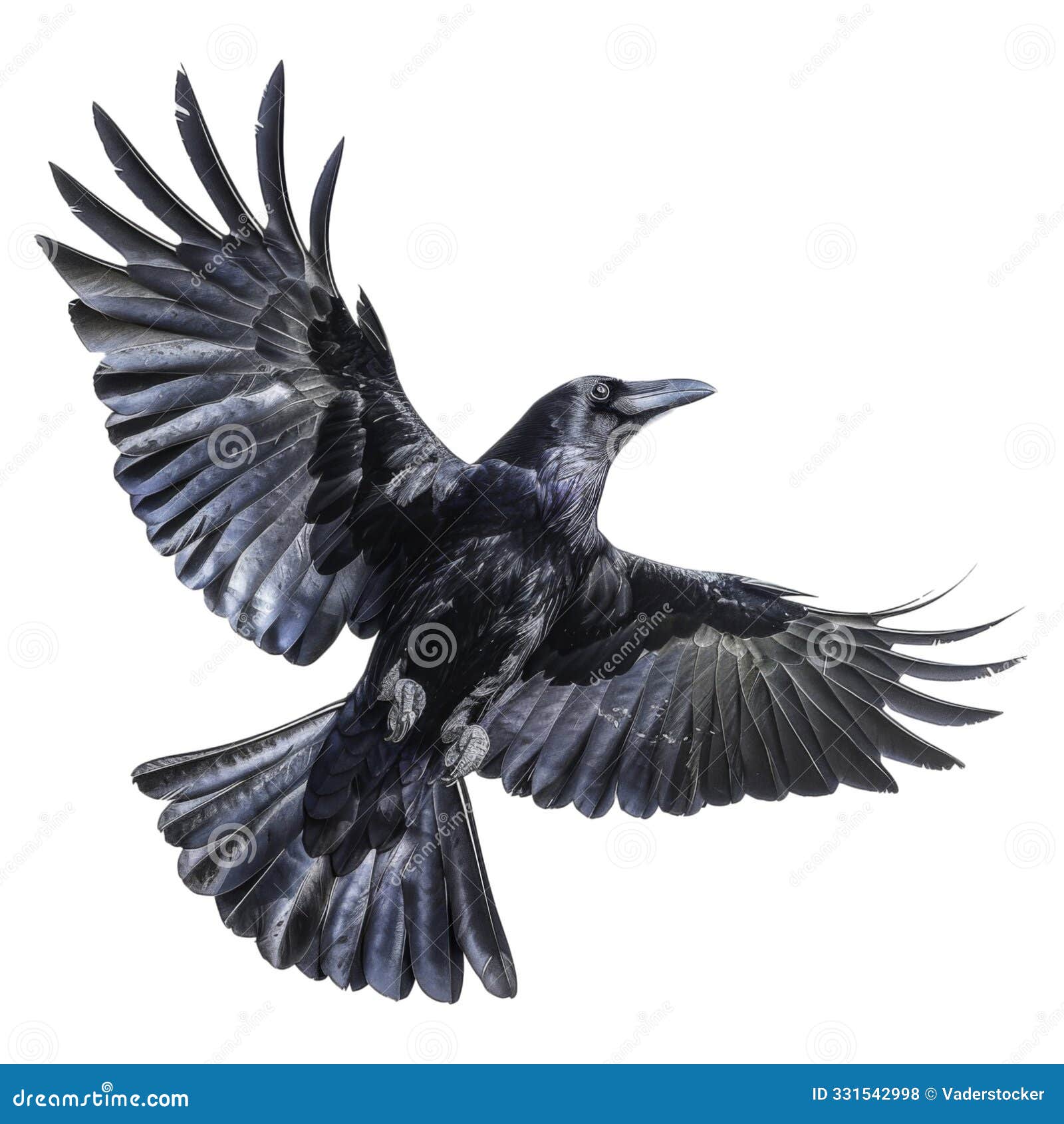 Black Raven in Flight with Spread Wings Stock Photo - Illustration of ...