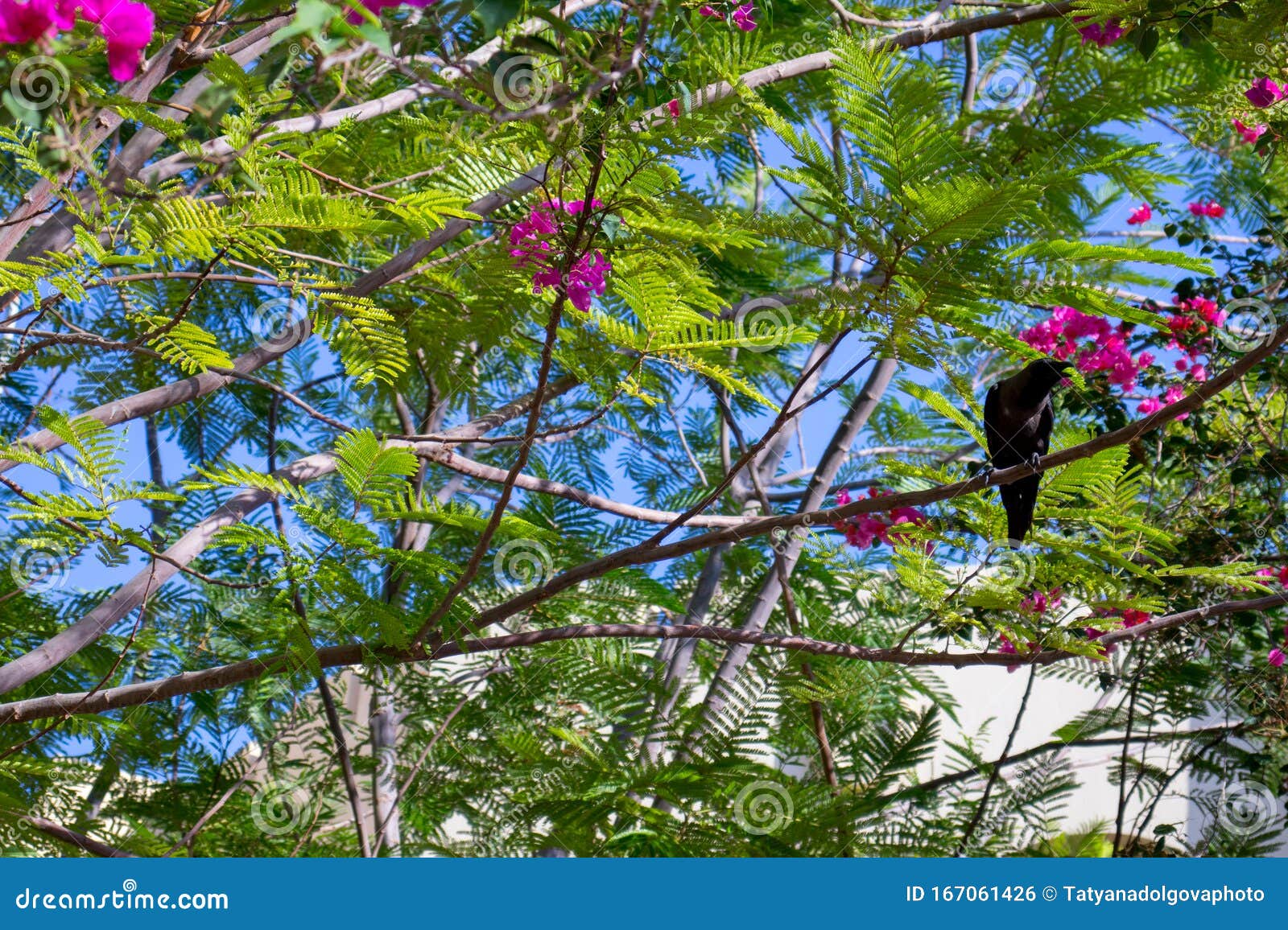 Black Raven on a Flowering Branch of a Tropical Tree Stock Photo ...