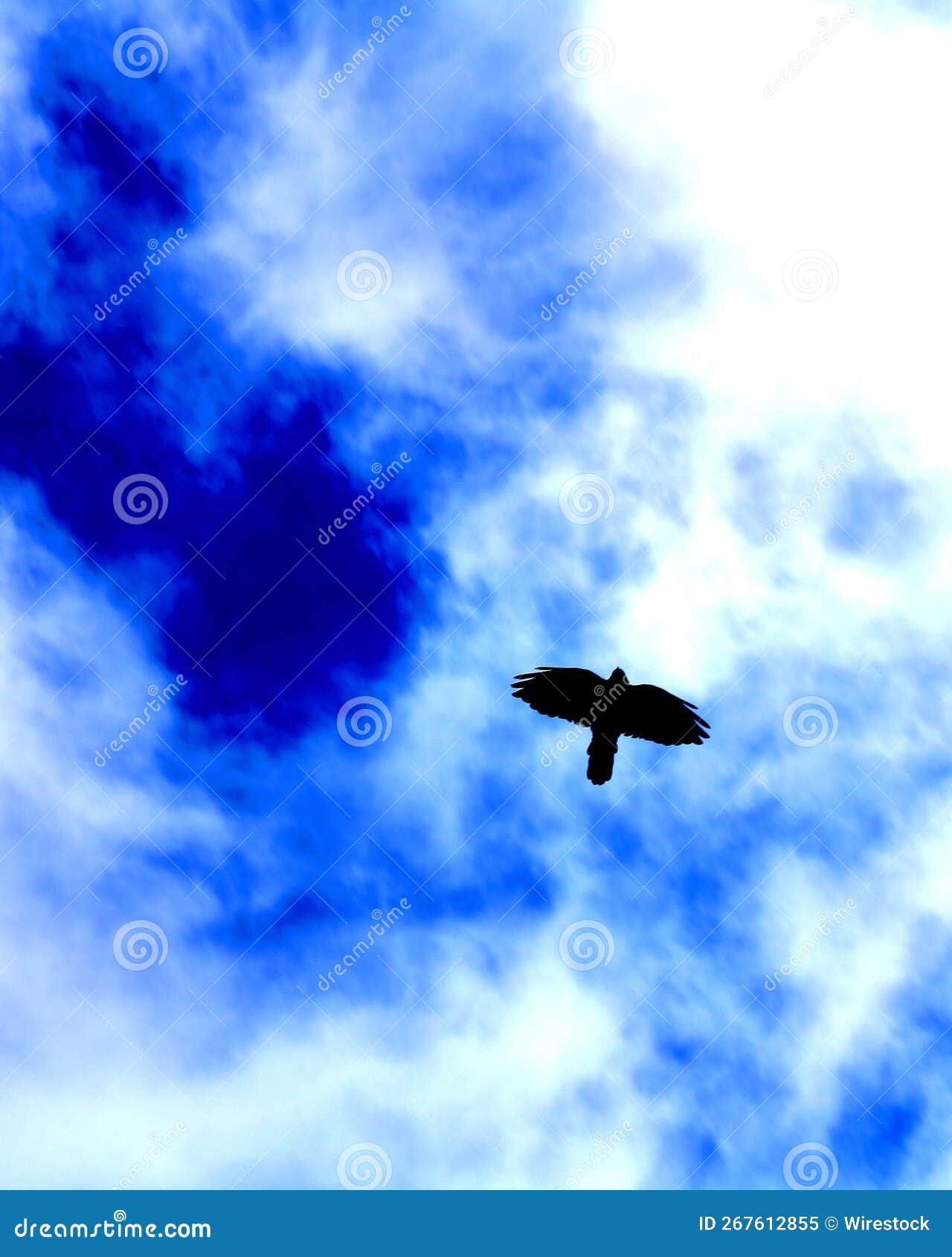 Black Raven Flying Against the Sunny Blue Sky Stock Image - Image of ...