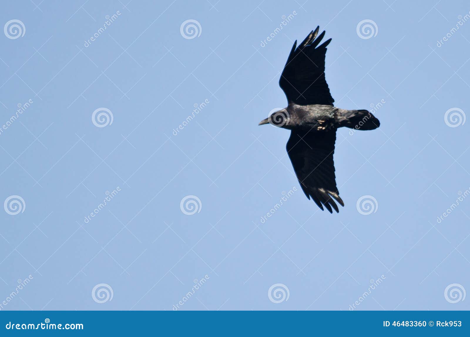 Black Raven Flying in a Blue Sky Stock Photo - Image of flight, flying ...