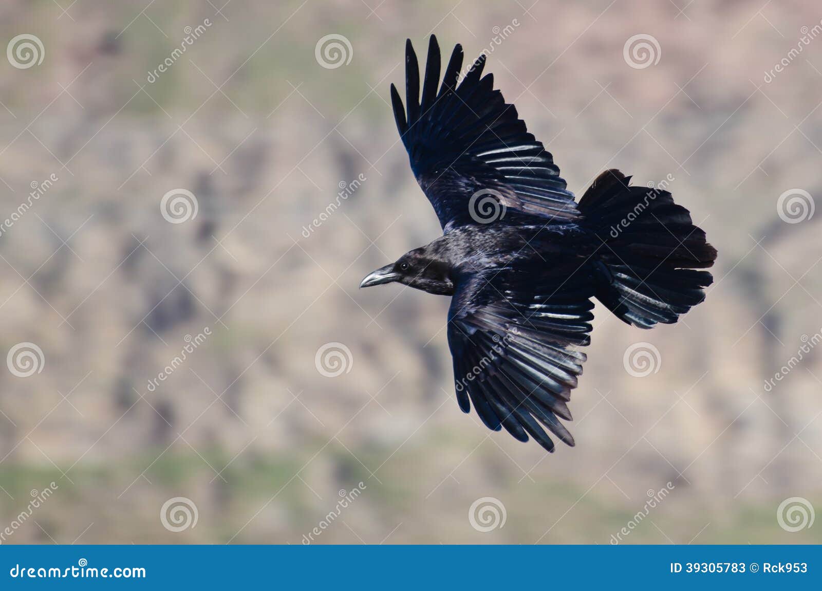 Raven And The Snake Stock Photo | CartoonDealer.com #87144042