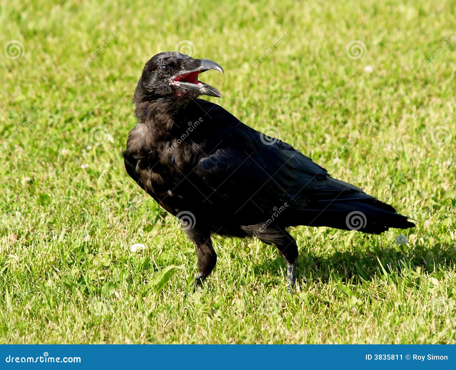 Black Raven on grass stock image. Image of flight, plumage - 3835811