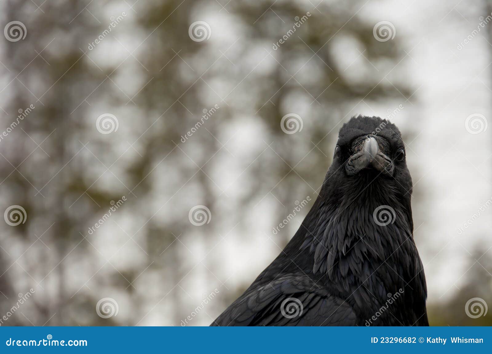 Black Raven Head Stock Photography - Image: 23296682