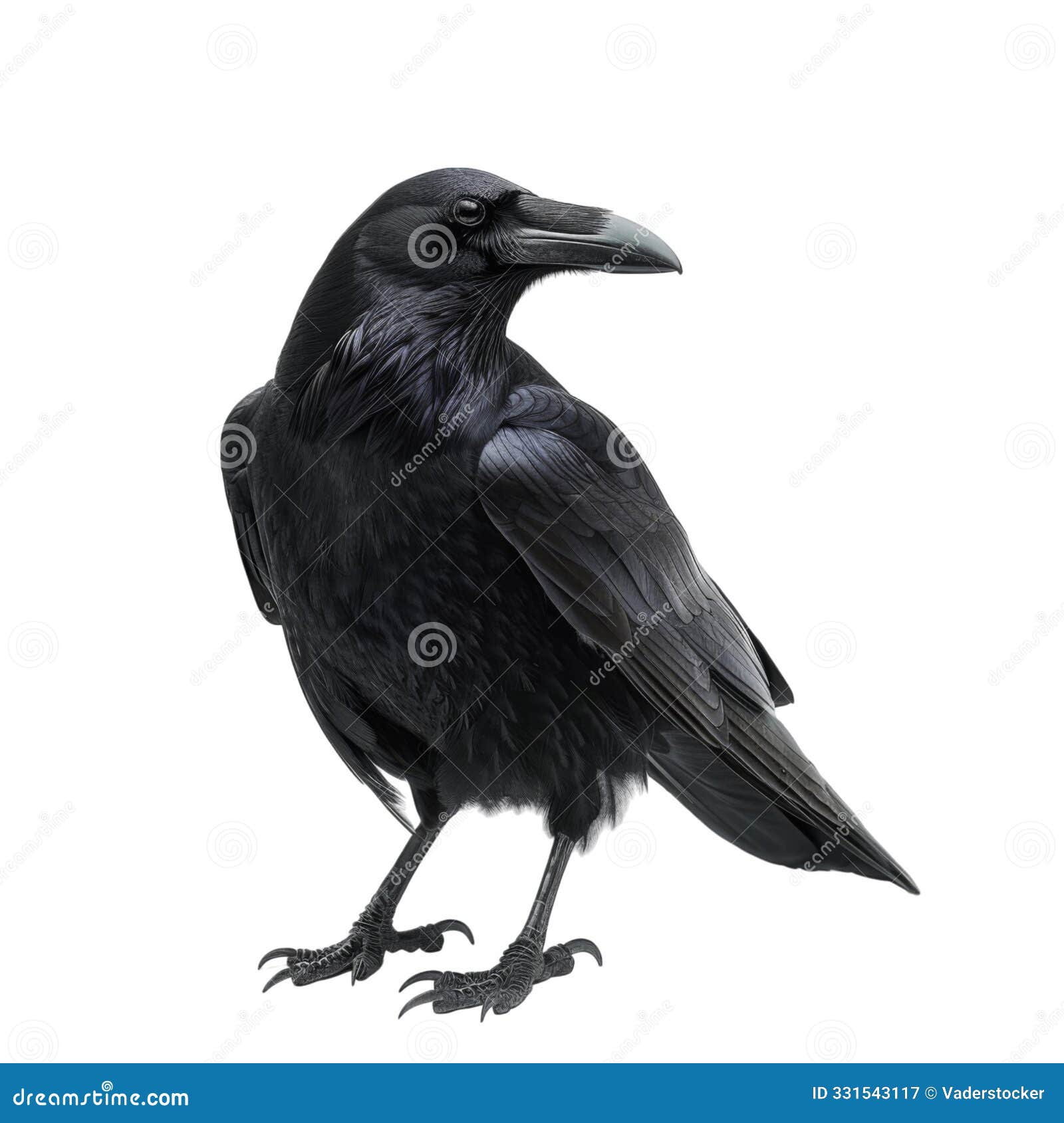 A Black Raven with Its Wings Folded Stands Stock Illustration ...