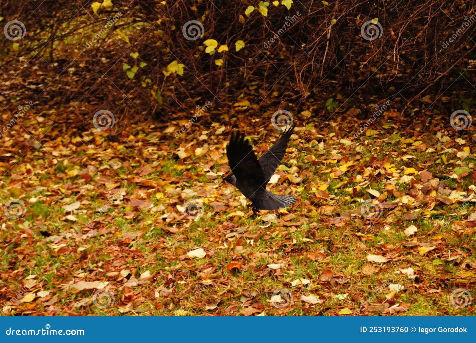 Black raven stock photo. Image of raven, bird, nature - 253193760