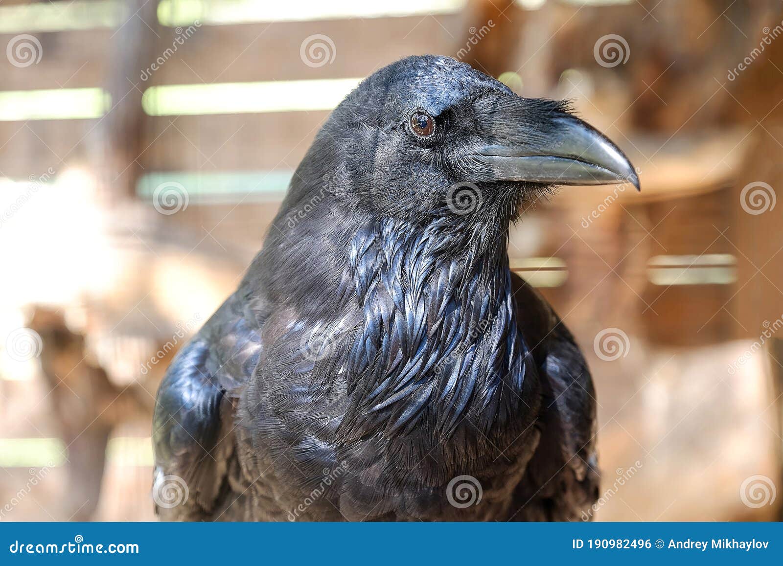 A Black Raven with a Large Beak Stares into the Distance Stock Photo ...