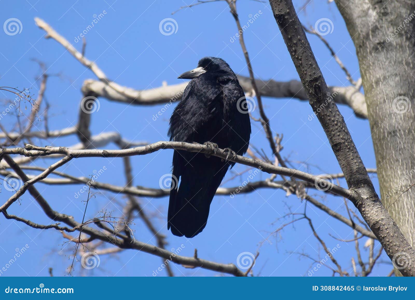 Black Raven in Moonlight Perched on Tree. Scary, Creepy, Gothic Setting ...