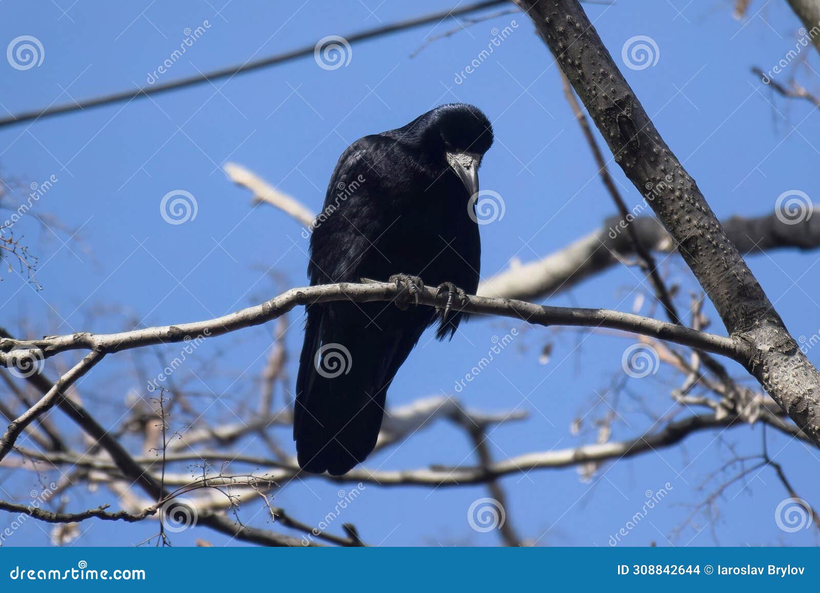 Black Raven in Moonlight Perched on Tree. Scary, Creepy, Gothic Setting ...