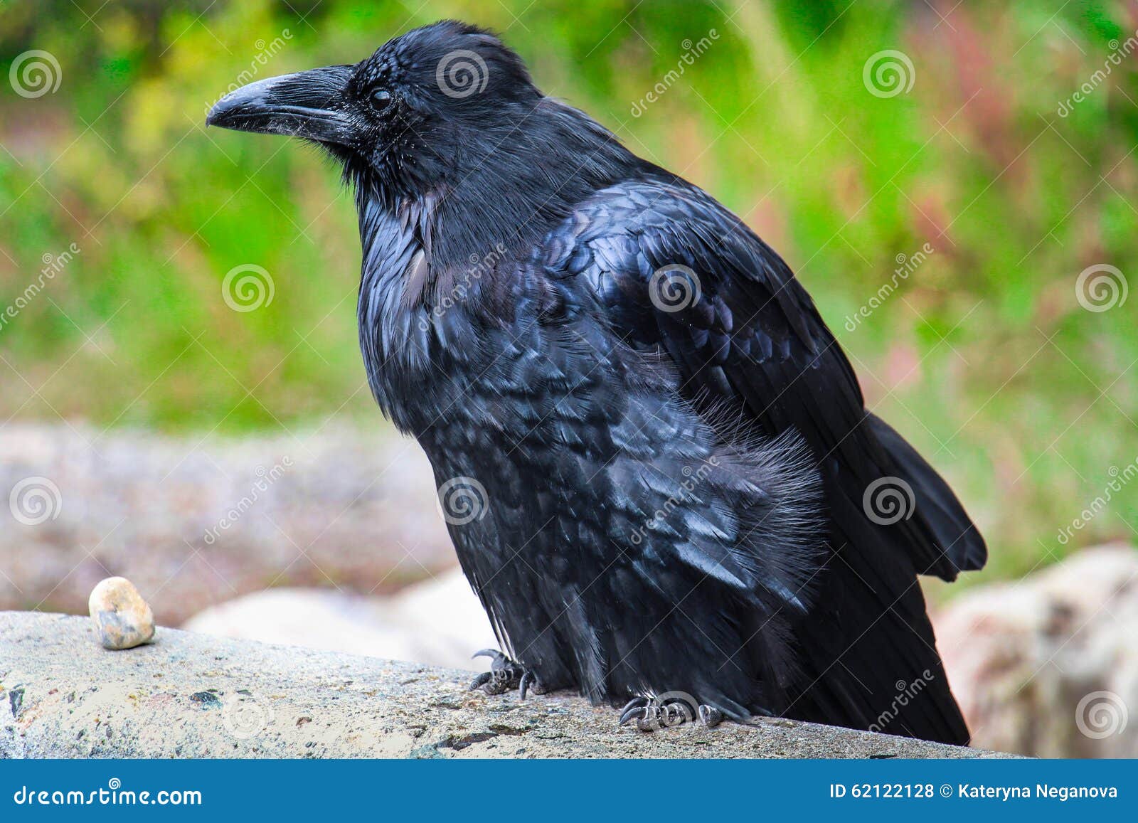 Black raven stock photo. Image of background, feathers - 62122128