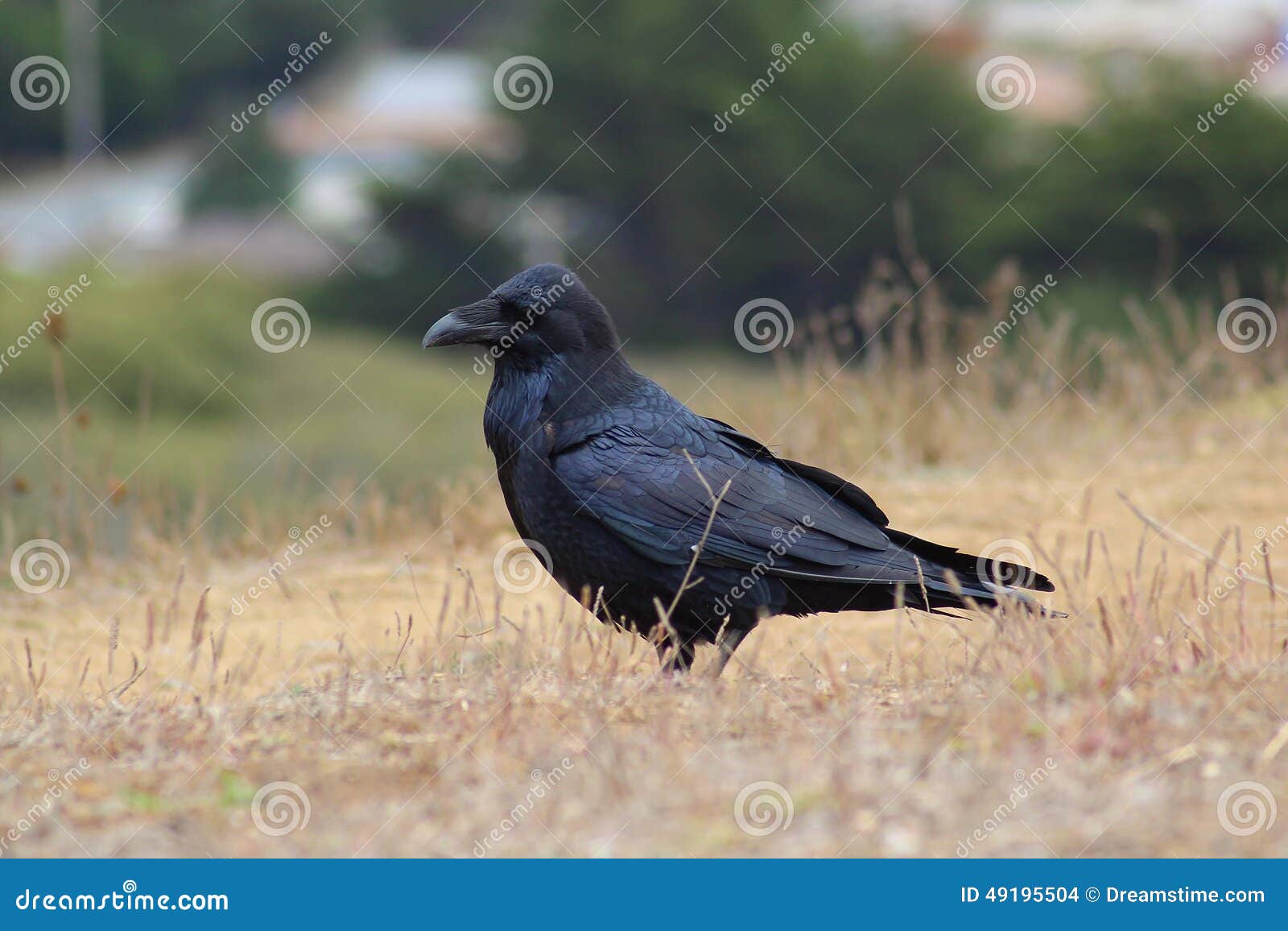 Black Raven stock photo. Image of ground, raven, crow - 49195504