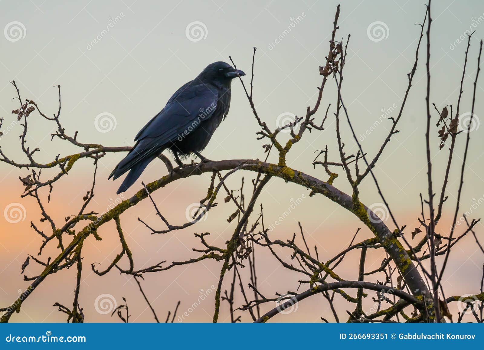 Black Raven Perching on a Tree Branch in the Evening Stock Image ...