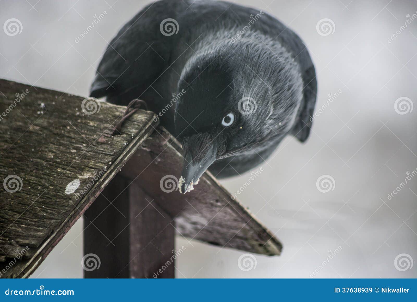 Raven On A Window Royalty-Free Stock Photo | CartoonDealer.com #17459139