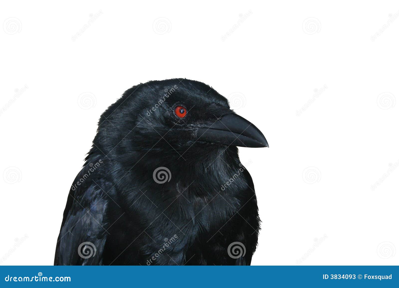 Black raven portrait stock image. Image of bizarre, closeup - 3834093