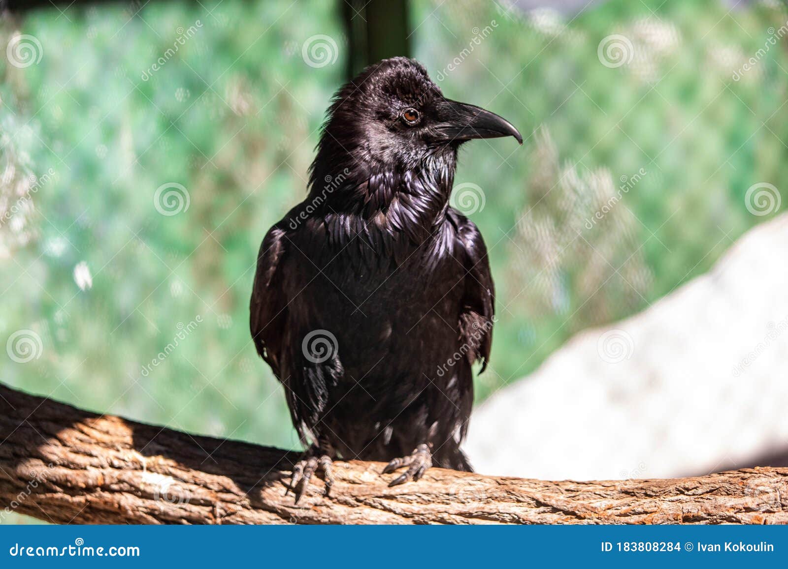 Black Raven Portrait Close Up from the Side Stock Photo - Image of crow ...