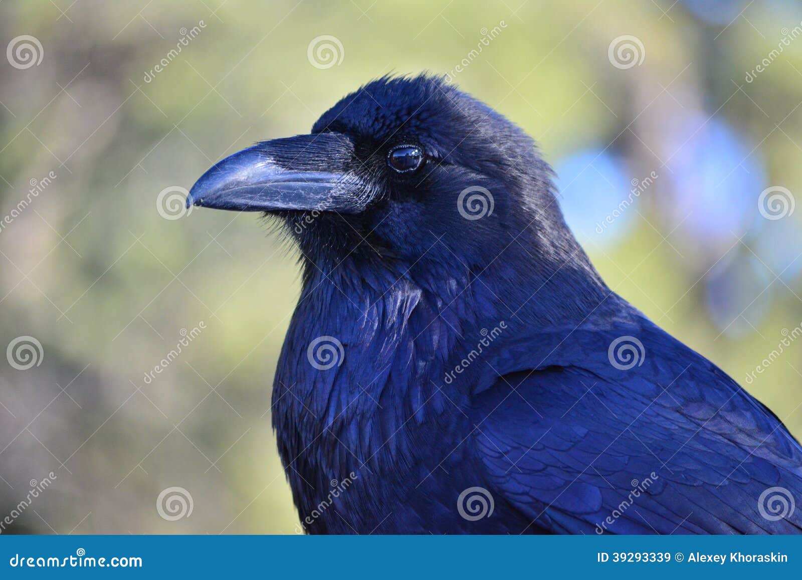 Black Raven stock image. Image of nature, portrait, mountain - 39293339
