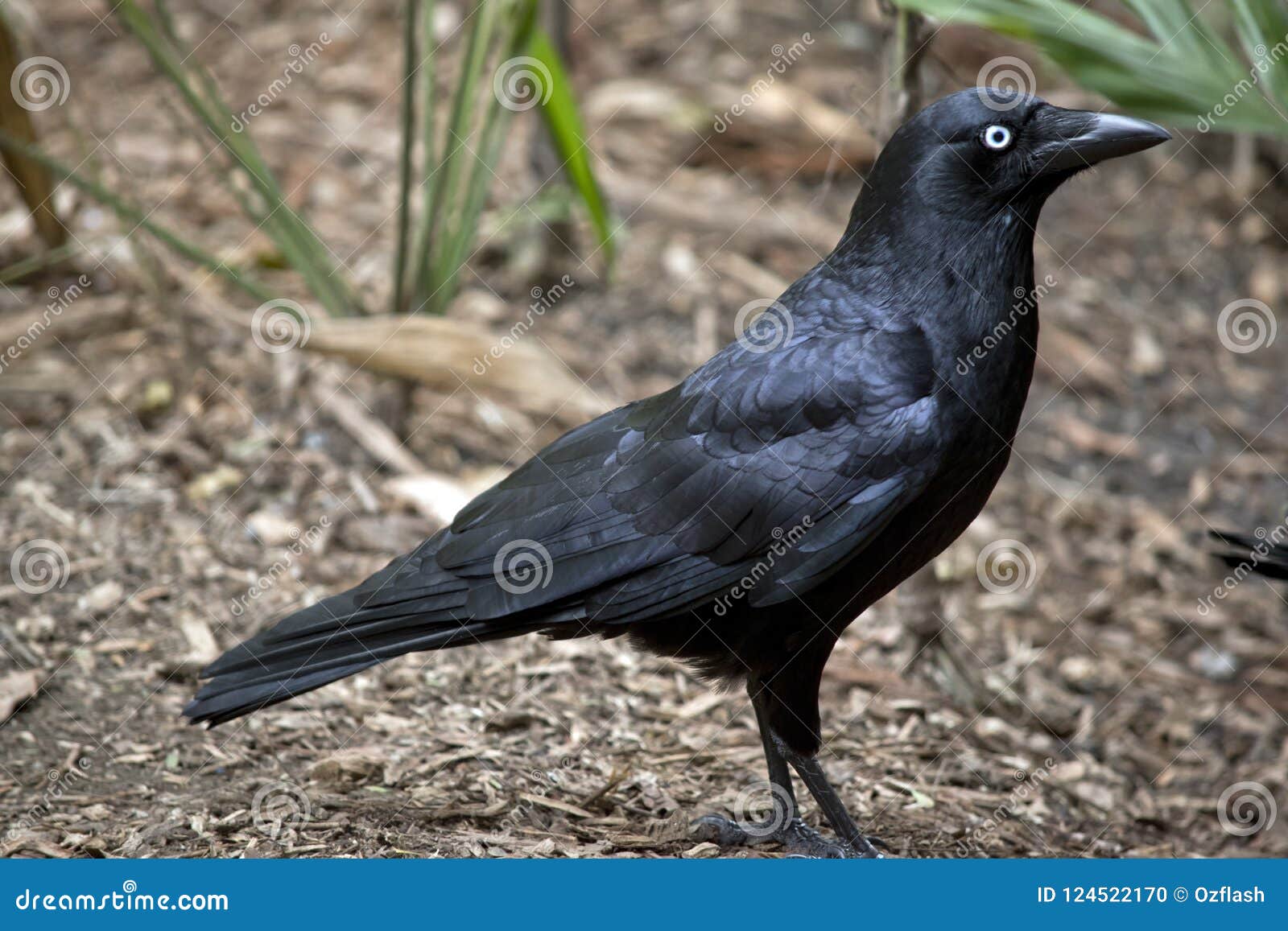 A black raven stock photo. Image of side, bird, australia - 124522170