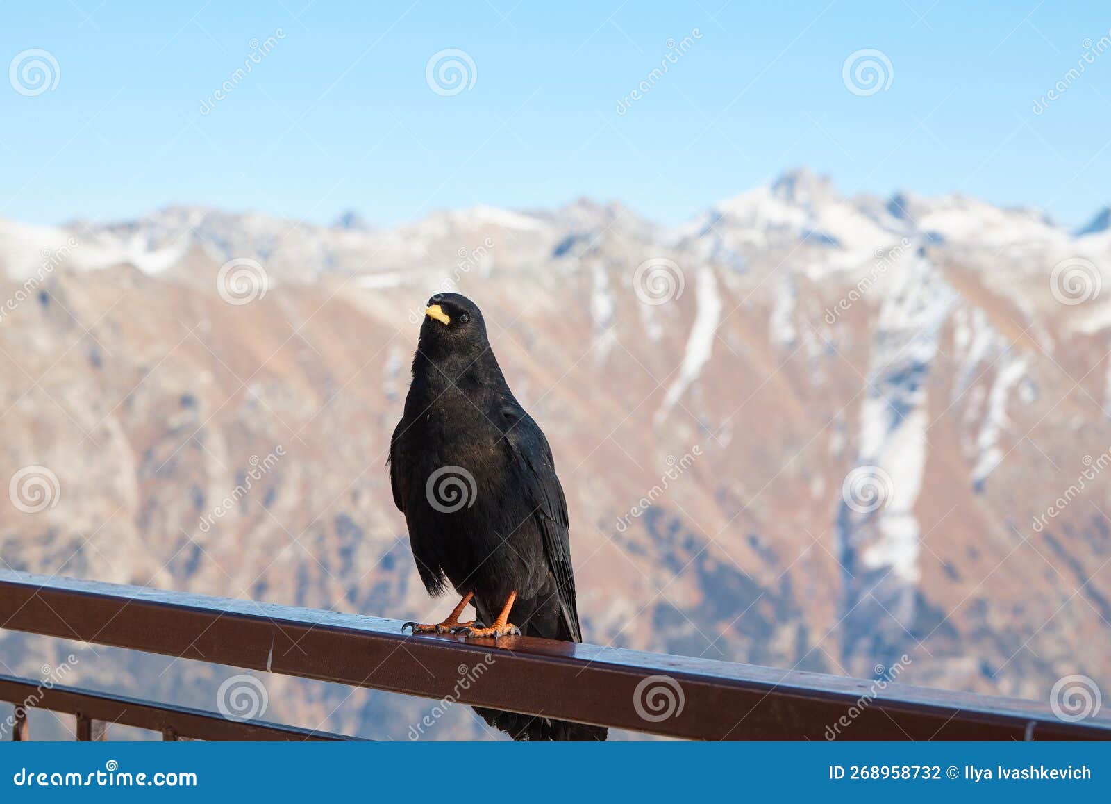 A Black Raven Sits on Board, in Background Mountains and Snow ...
