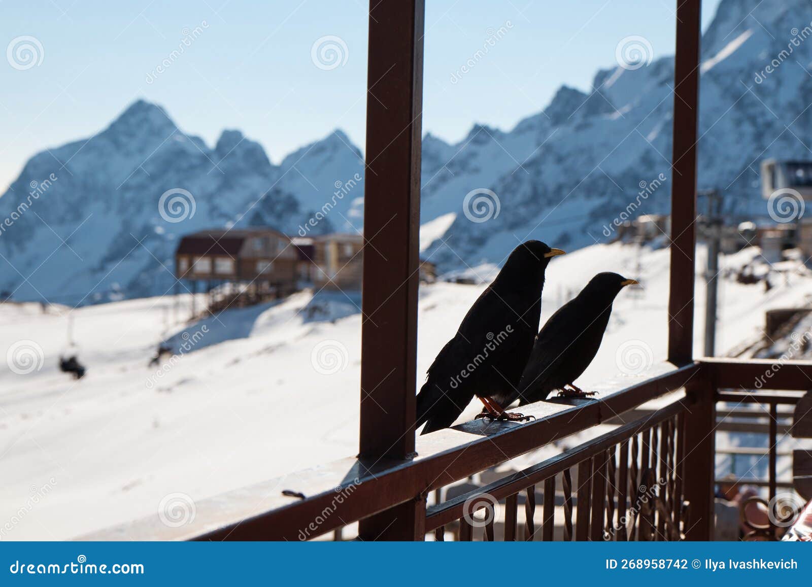 A Black Raven Sits on Board, in Background Mountains and Snow ...
