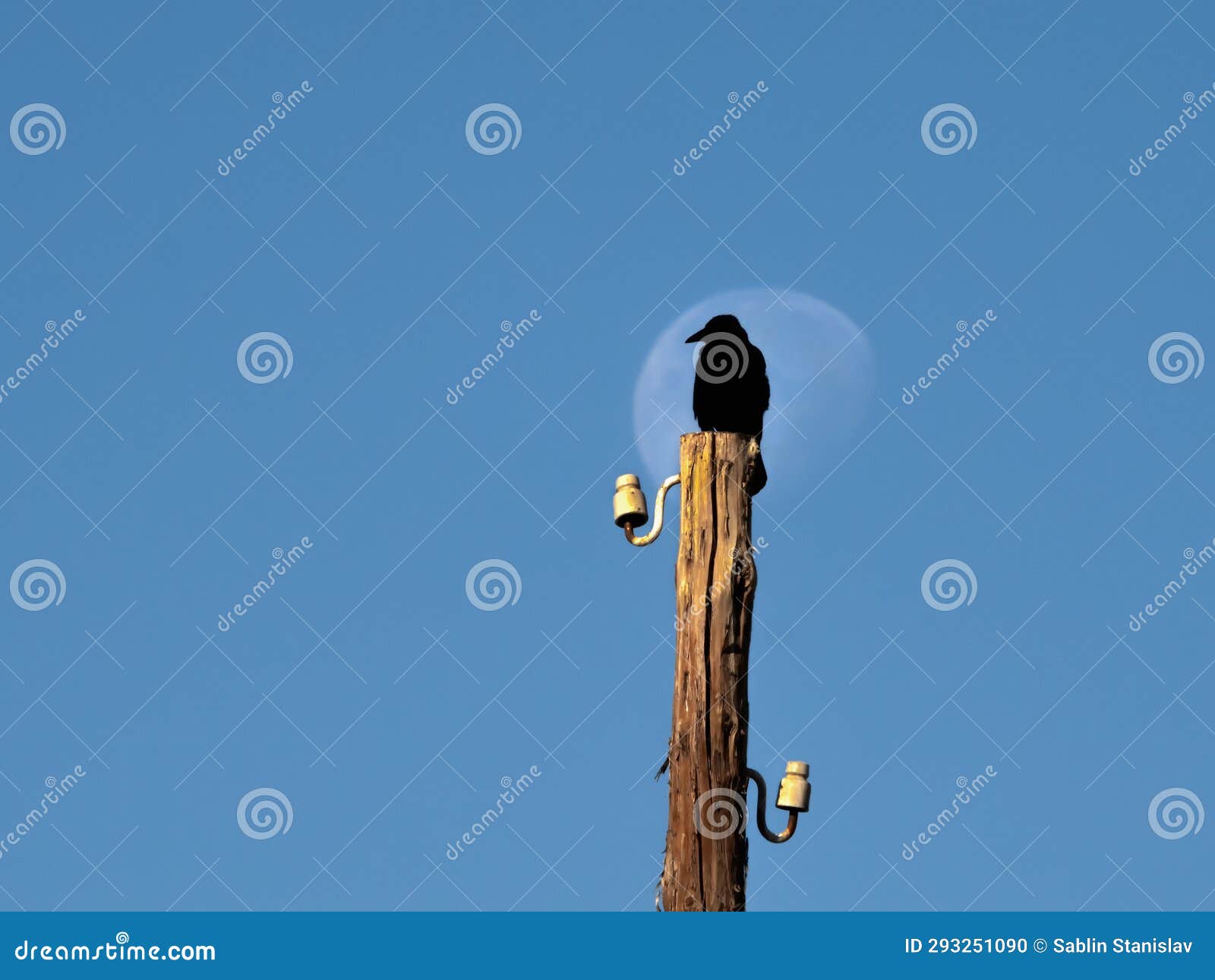Black Raven Sits on a Telegraph Pole Against the Background of the Moon ...