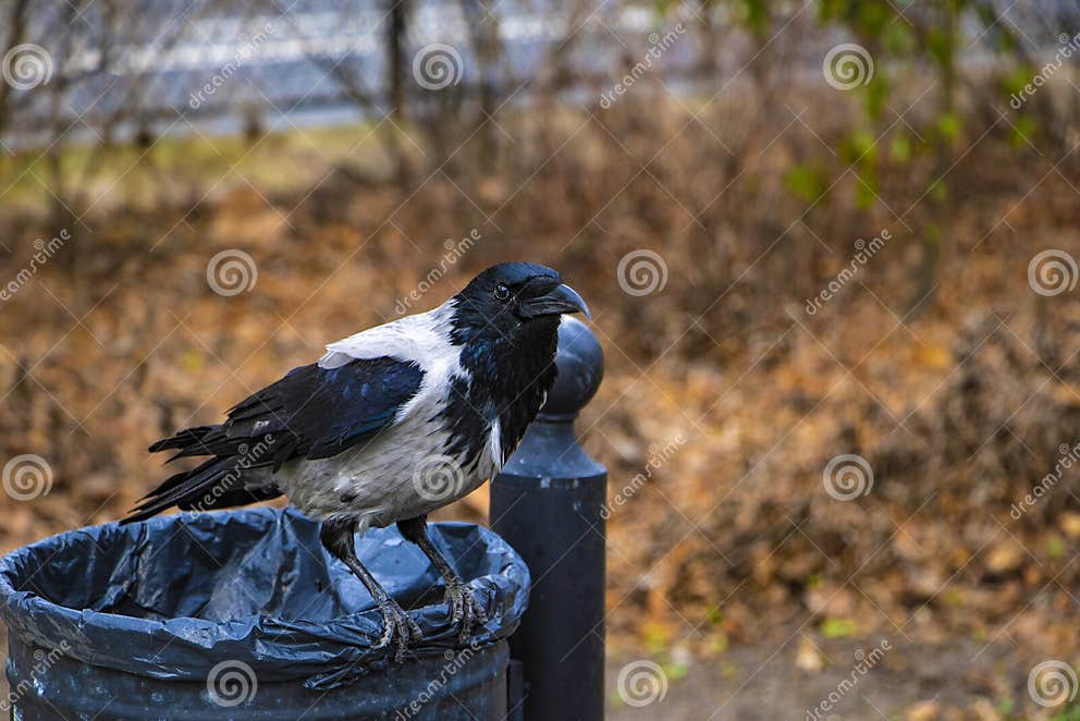 Black Raven Sits on the Trash in the Park Stock Image - Image of beak ...