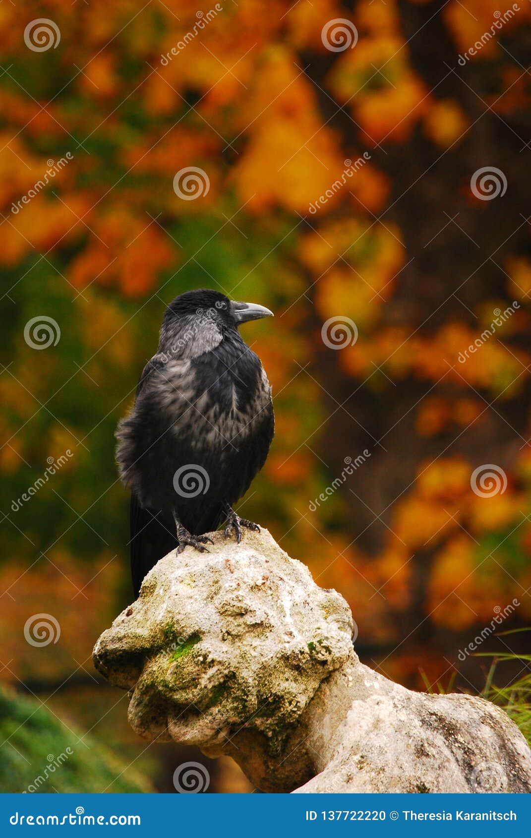 Raven stock photo. Image of corvus, person, intelligent - 137722220