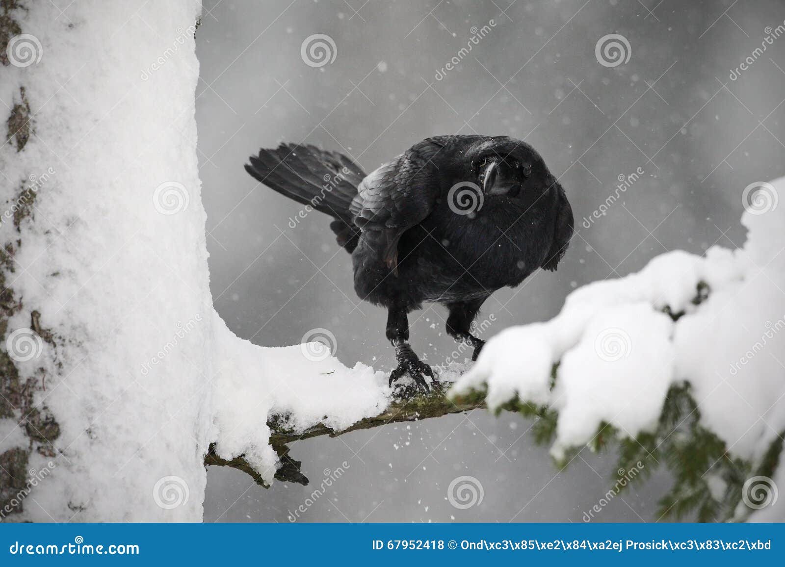 Black Raven Sitting on the Snow Tree during Winter Stock Photo - Image ...